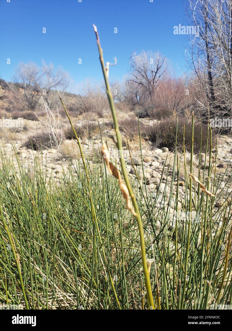 Scalebroom hi-res stock photography and images - Alamy