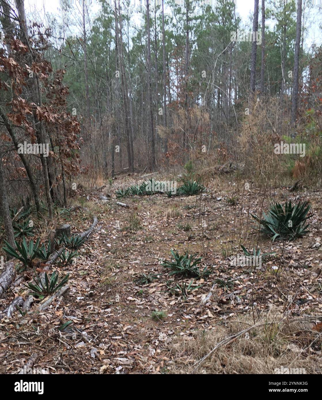 common yucca (Yucca filamentosa Stock Photo - Alamy