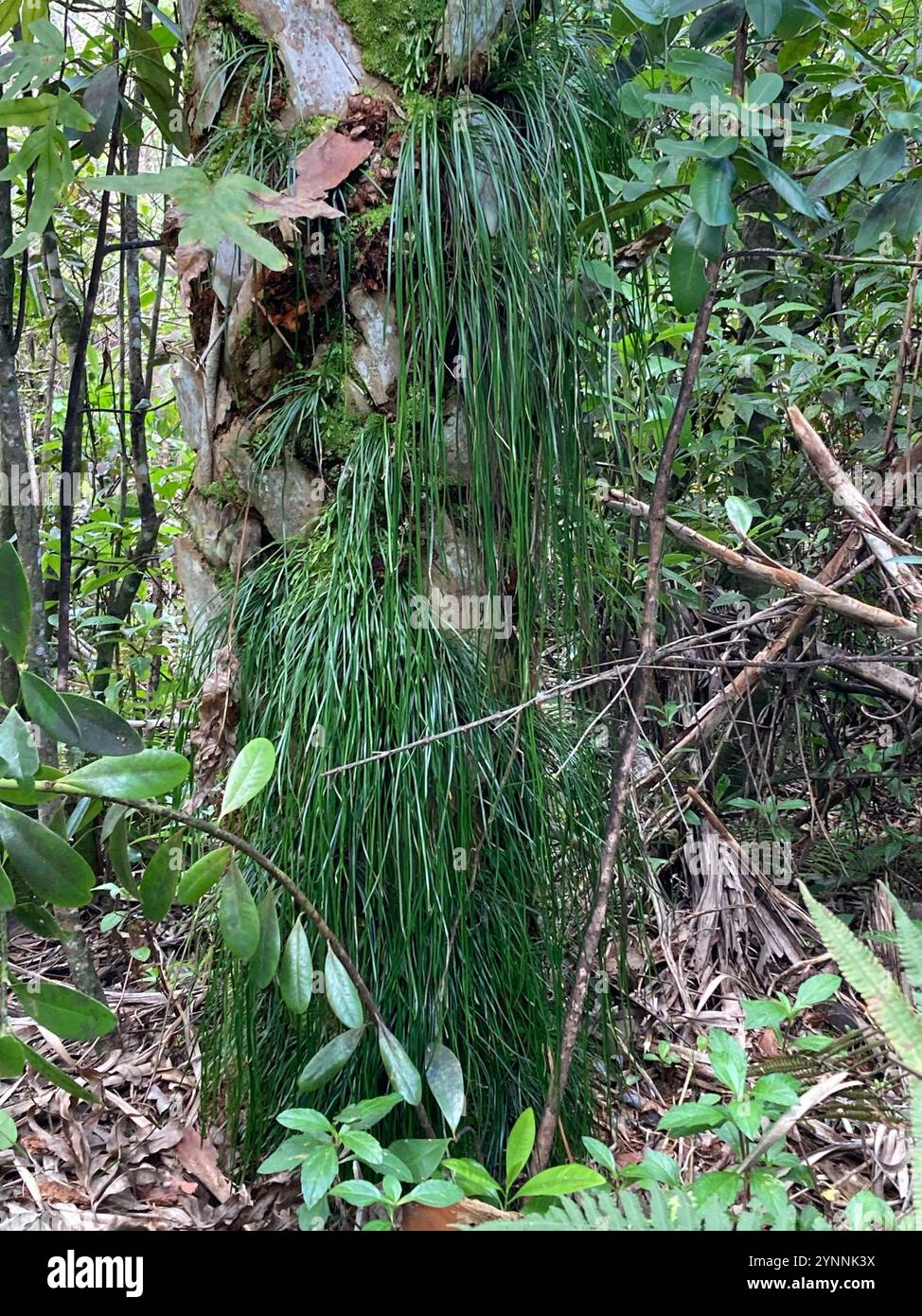 Shoestring Fern (Vittaria lineata Stock Photo - Alamy