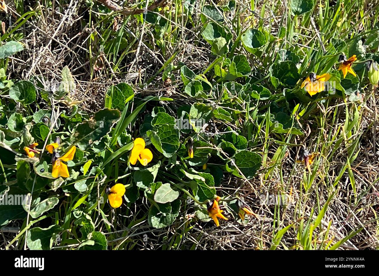 California Golden Violet (Viola pedunculata Stock Photo - Alamy
