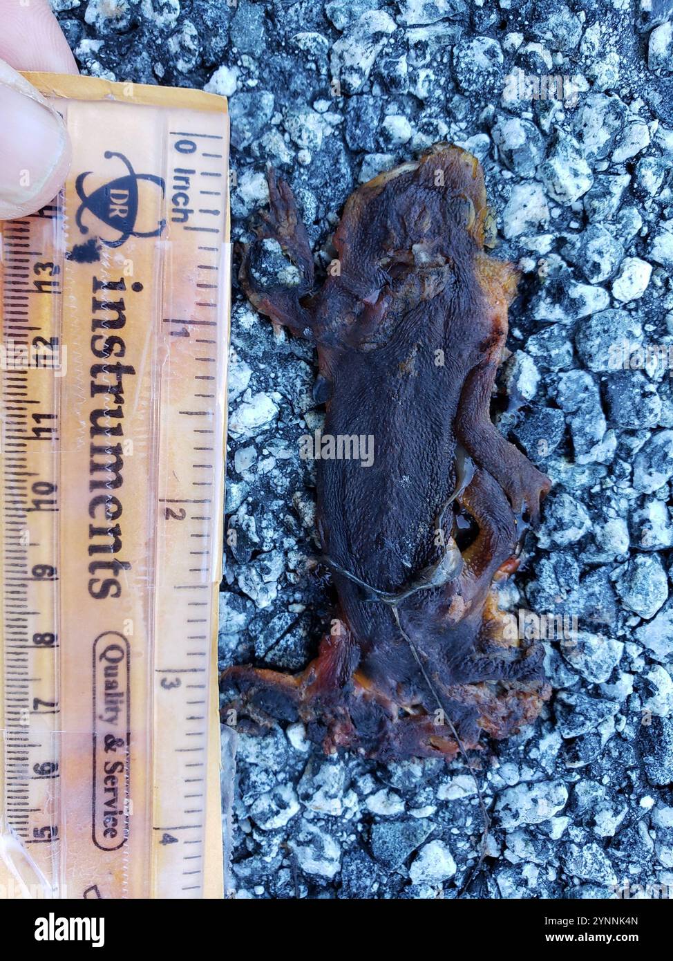 Pacific Newts (Taricha Stock Photo - Alamy