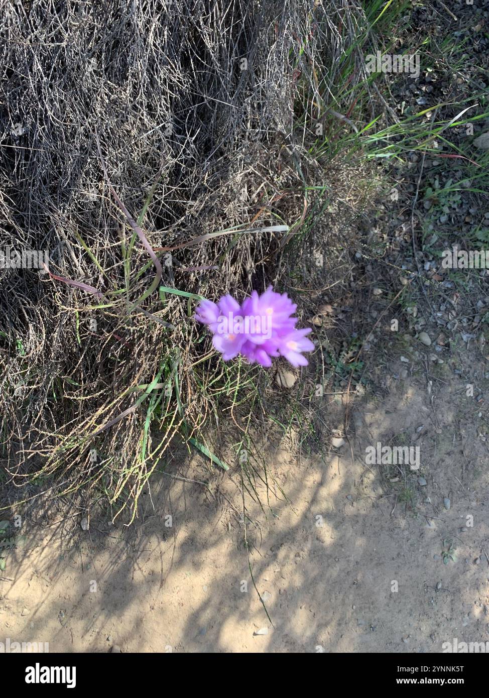 Dipterostemon hi-res stock photography and images - Alamy