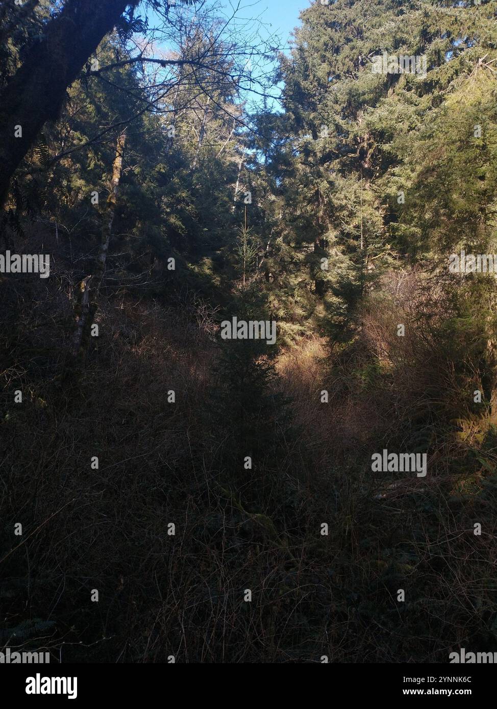 Salmonberry (Rubus spectabilis Stock Photo - Alamy