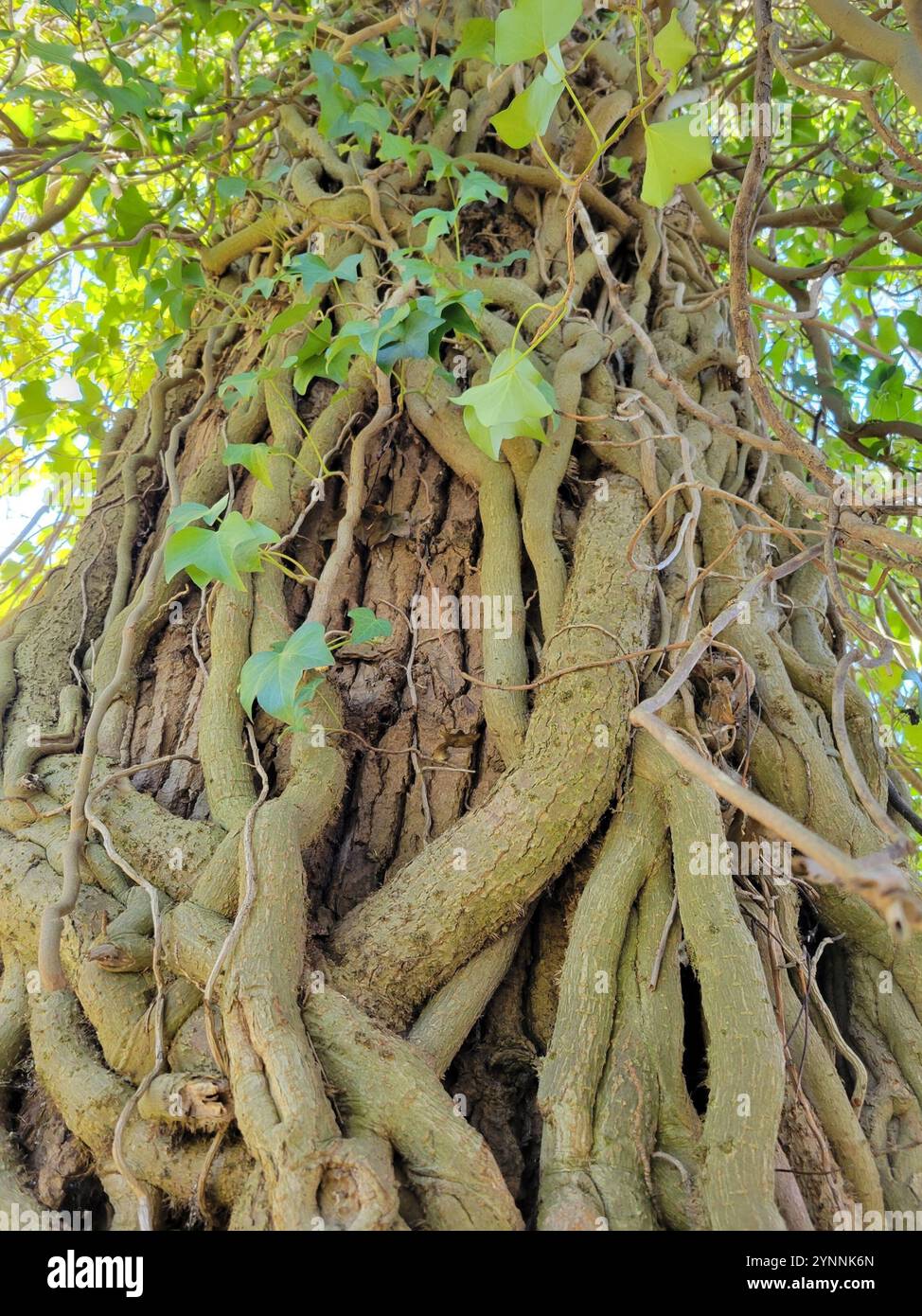 common ivy (Hedera helix Stock Photo - Alamy