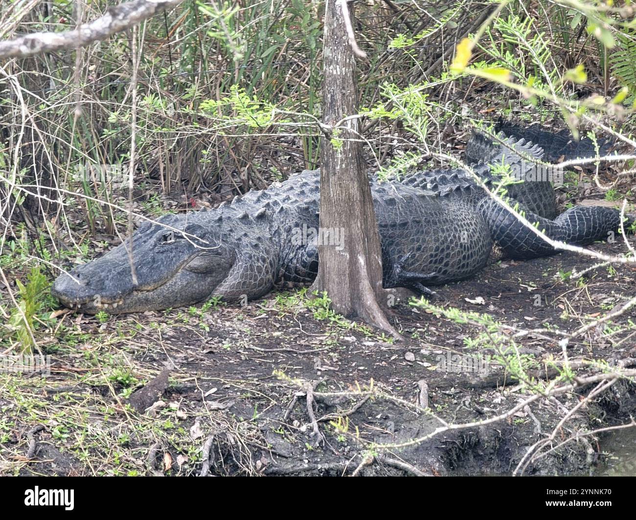 American Alligator (Alligator mississippiensis Stock Photo - Alamy