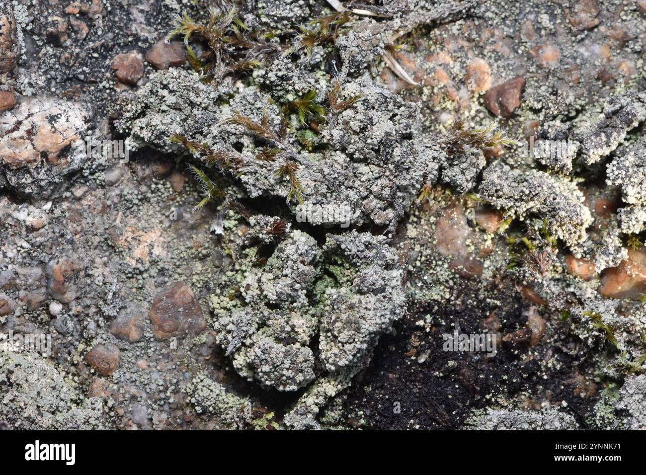 Granular Mottled-disk Lichen (Trapeliopsis granulosa Stock Photo - Alamy