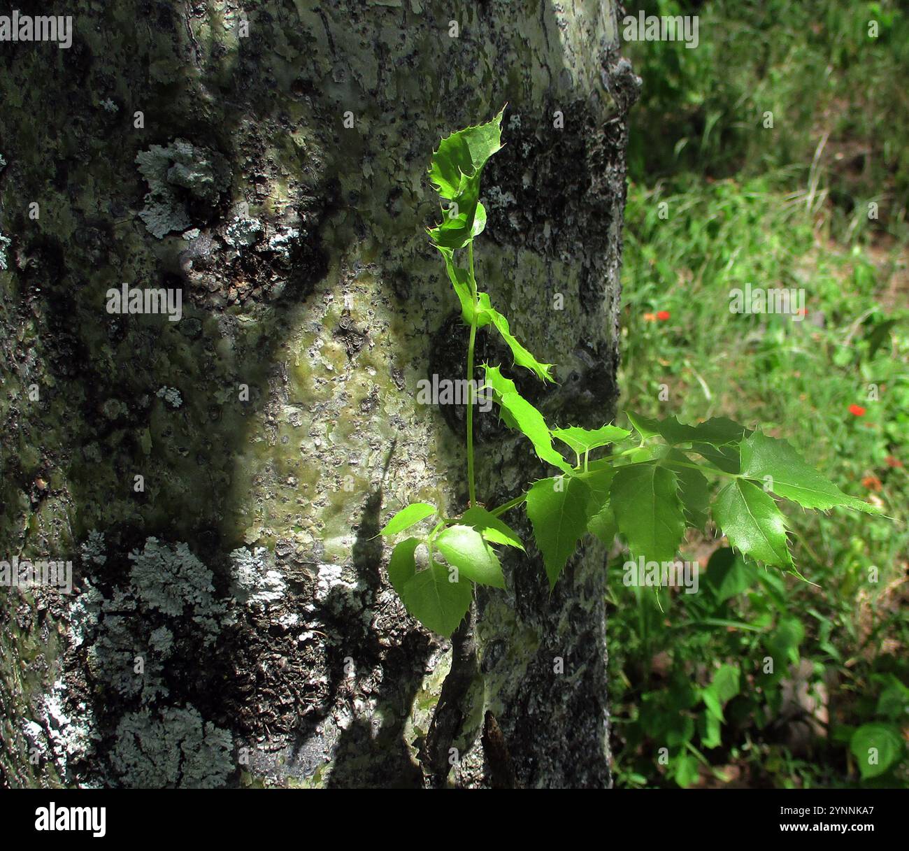 Carrot Tree (Steganotaenia araliacea Stock Photo - Alamy
