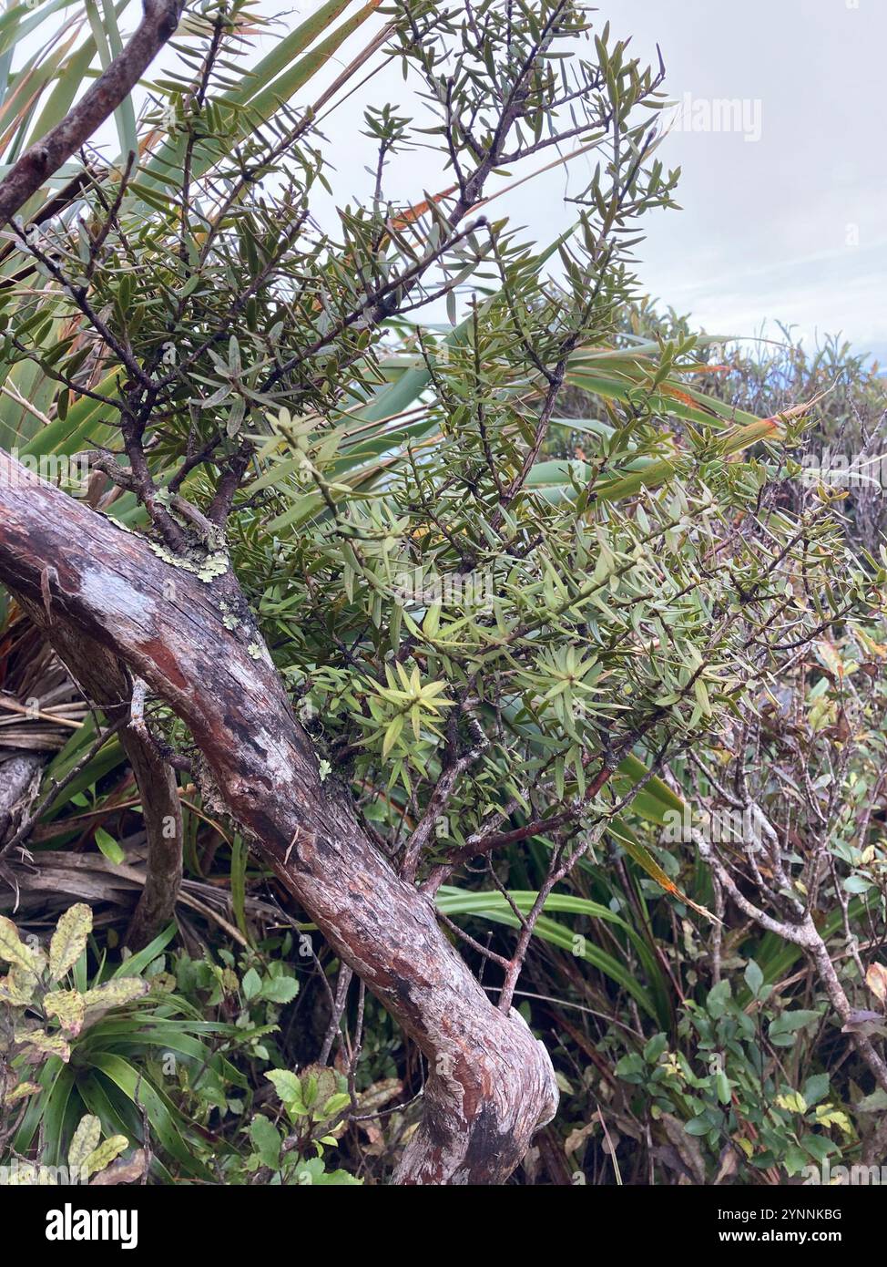Hall's totara (Podocarpus laetus Stock Photo - Alamy
