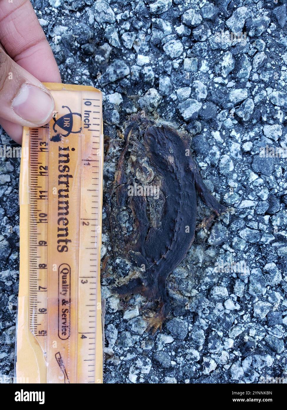 Pacific Newts (Taricha Stock Photo - Alamy