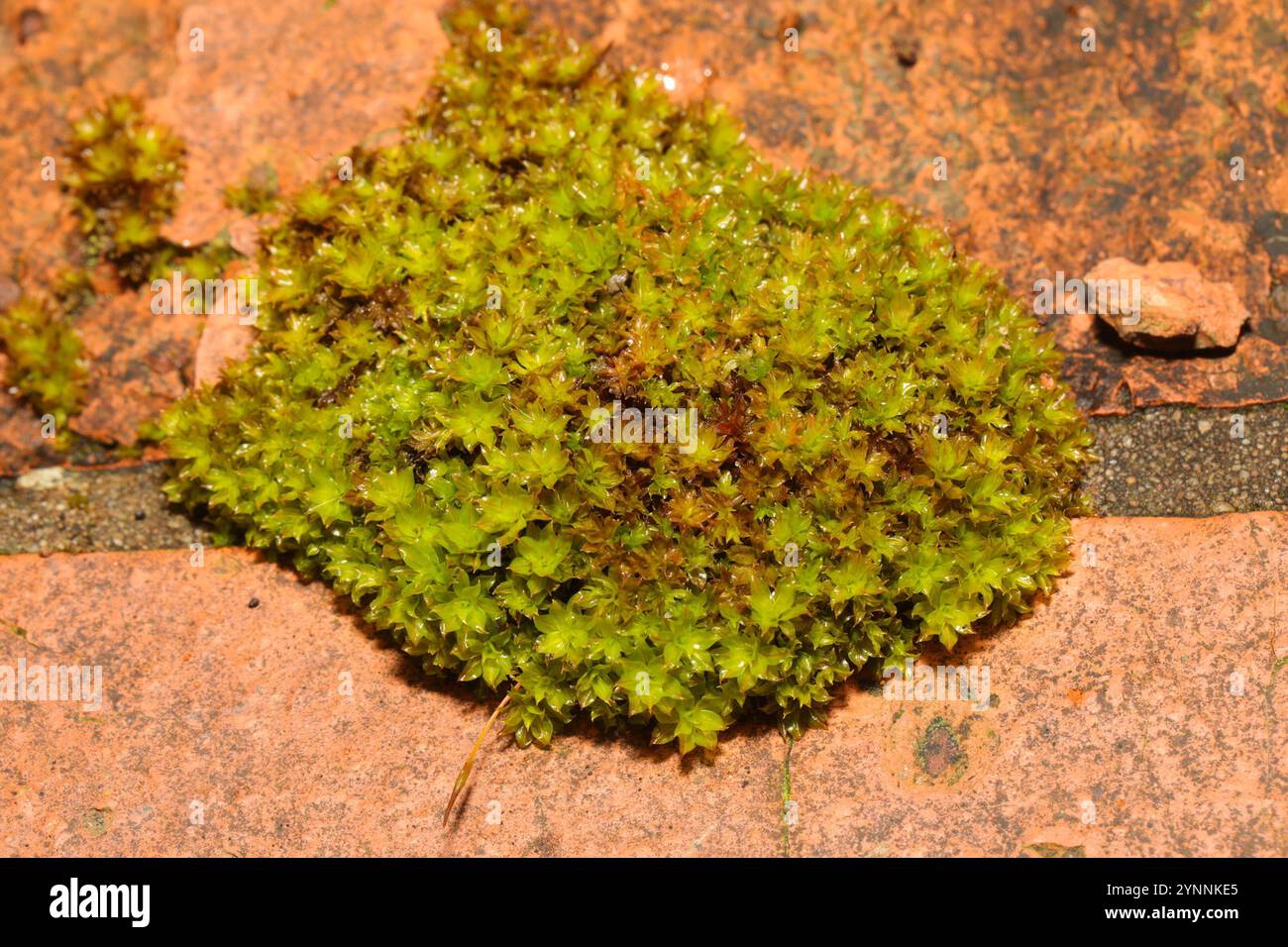 Star Moss (Syntrichia ruralis Stock Photo - Alamy