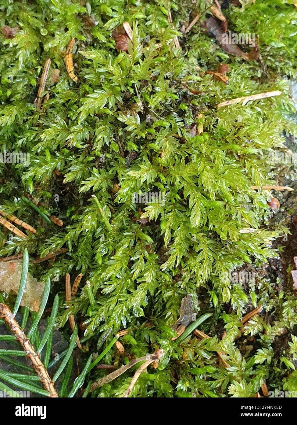 Horn Calcareous Moss (Mnium hornum Stock Photo - Alamy