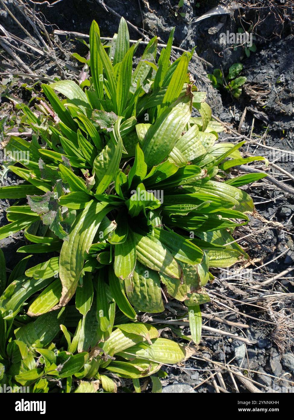 Tall Coastal Plantain (Plantago subnuda Stock Photo - Alamy