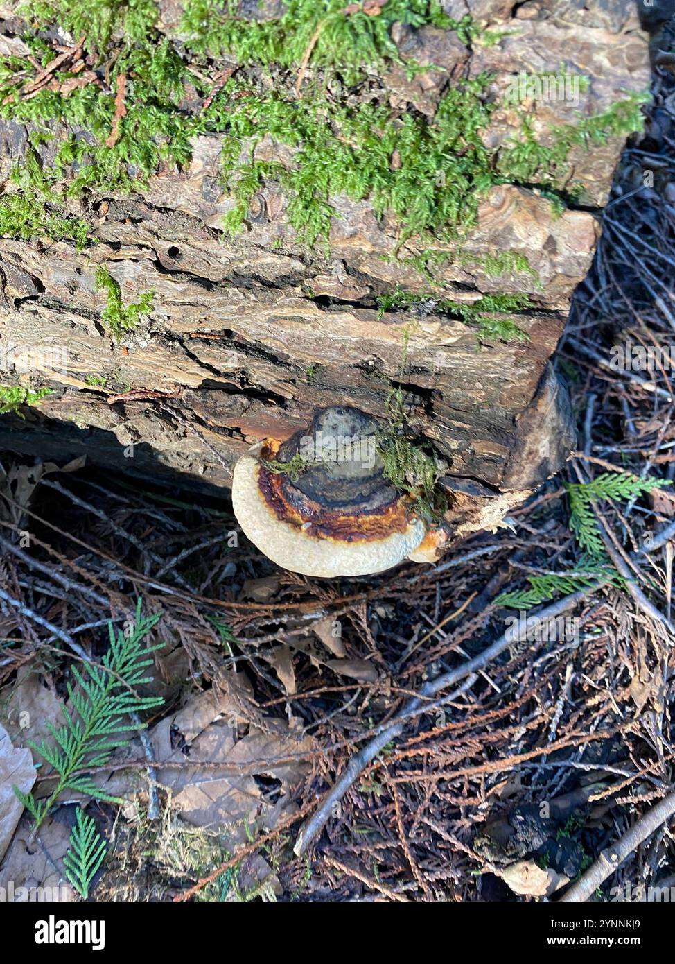 Northern Red Belt (Fomitopsis mounceae Stock Photo - Alamy