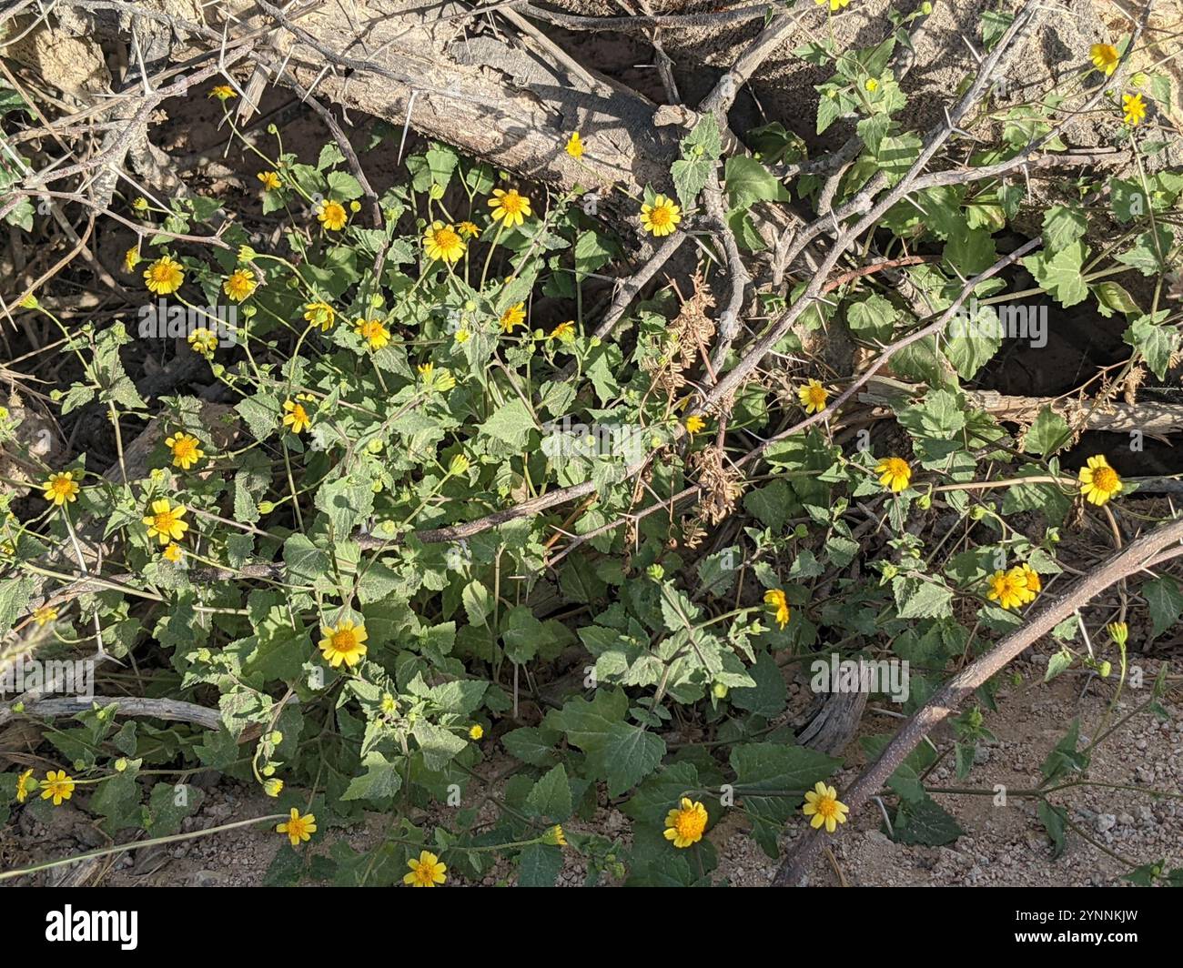 La Laguna rockdaisy (Perityle cuneata Stock Photo - Alamy