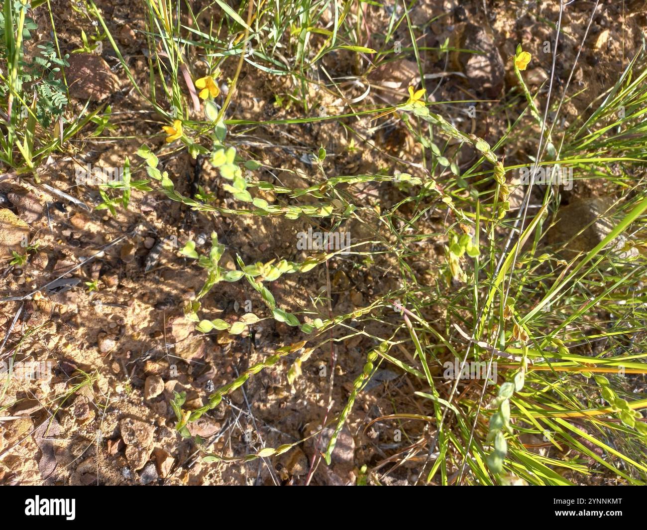 Linear Caterpillarbean (Zornia linearis Stock Photo - Alamy