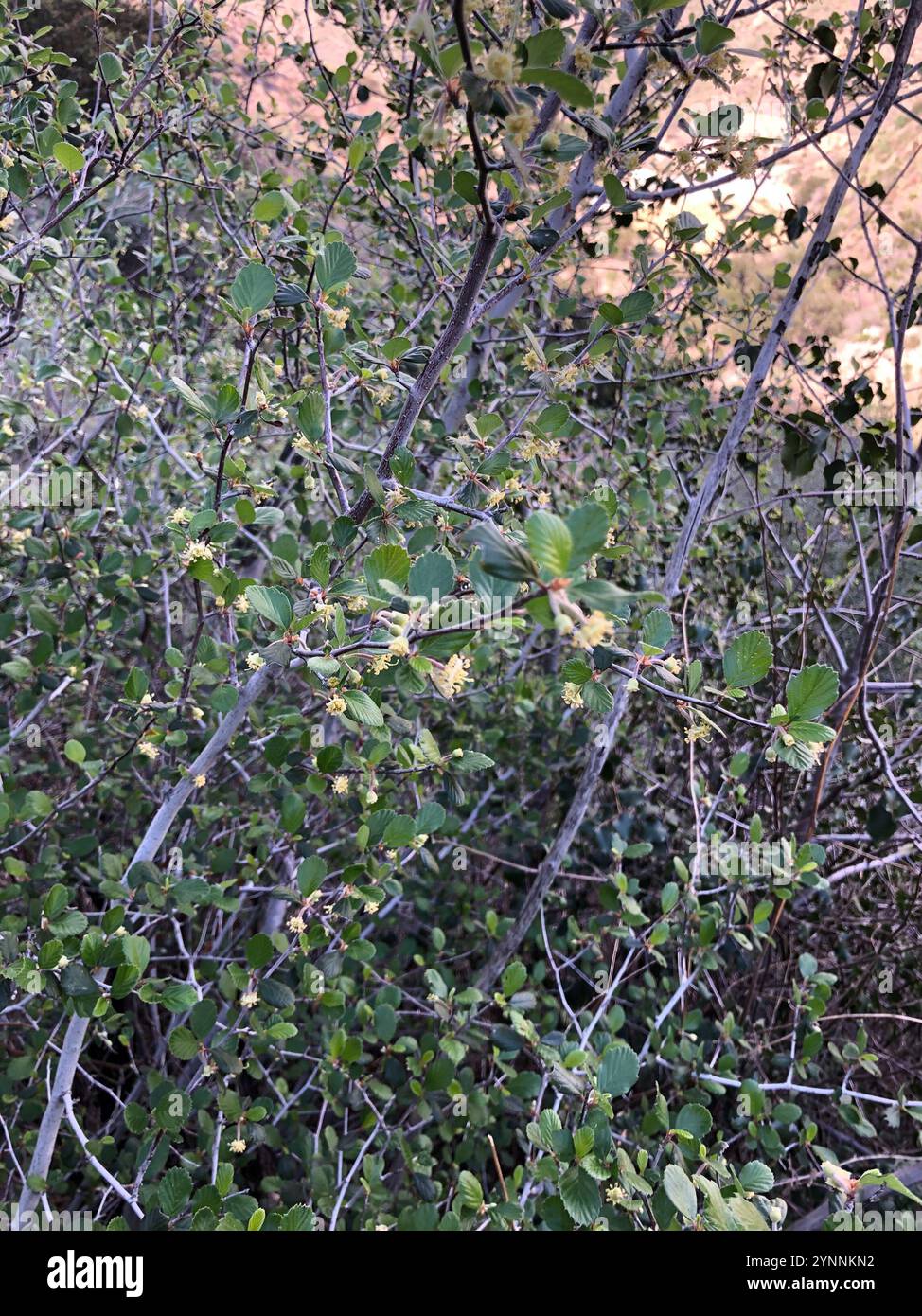Birchleaf Mountain Mahogany (Cercocarpus betuloides Stock Photo - Alamy