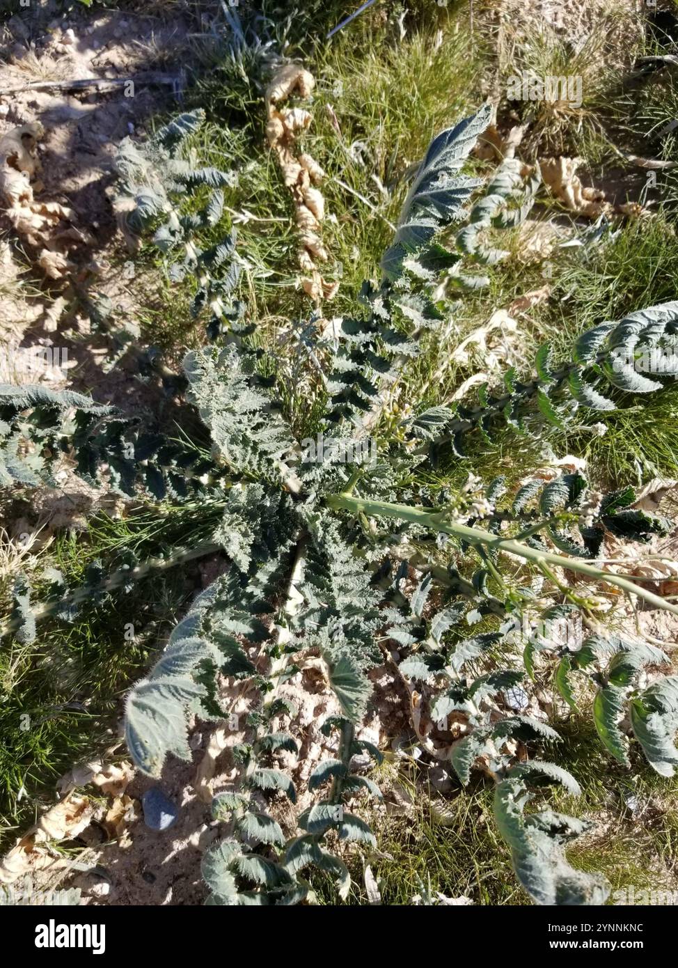 Saharan Mustard (Brassica tournefortii Stock Photo - Alamy