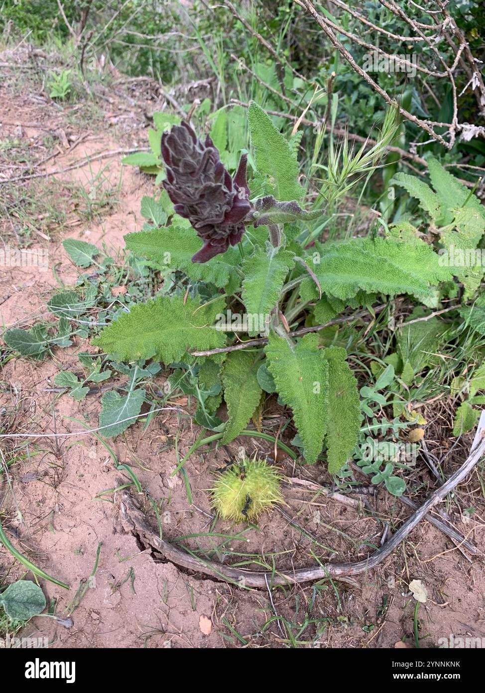Hummingbird Sage (Salvia spathacea Stock Photo - Alamy