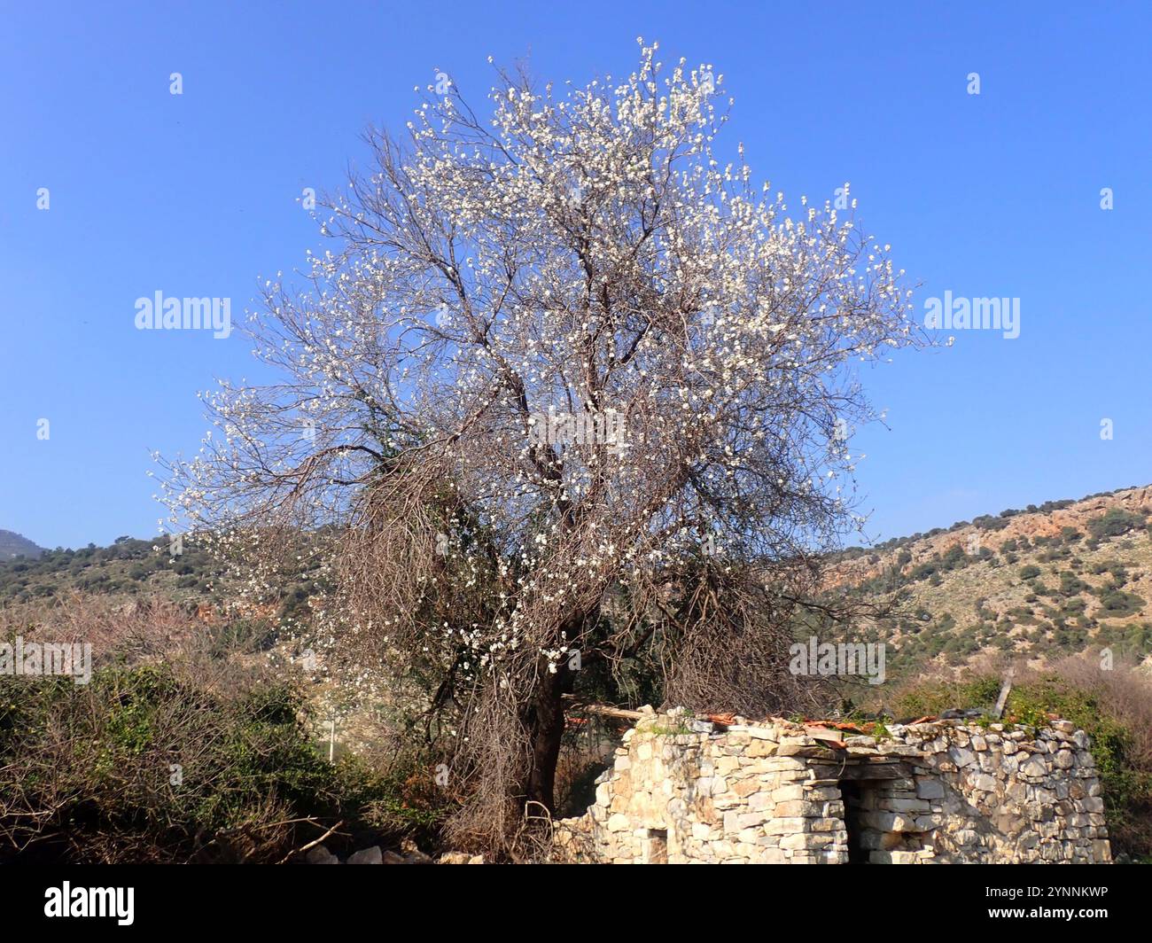 Almond (Prunus amygdalus Stock Photo - Alamy