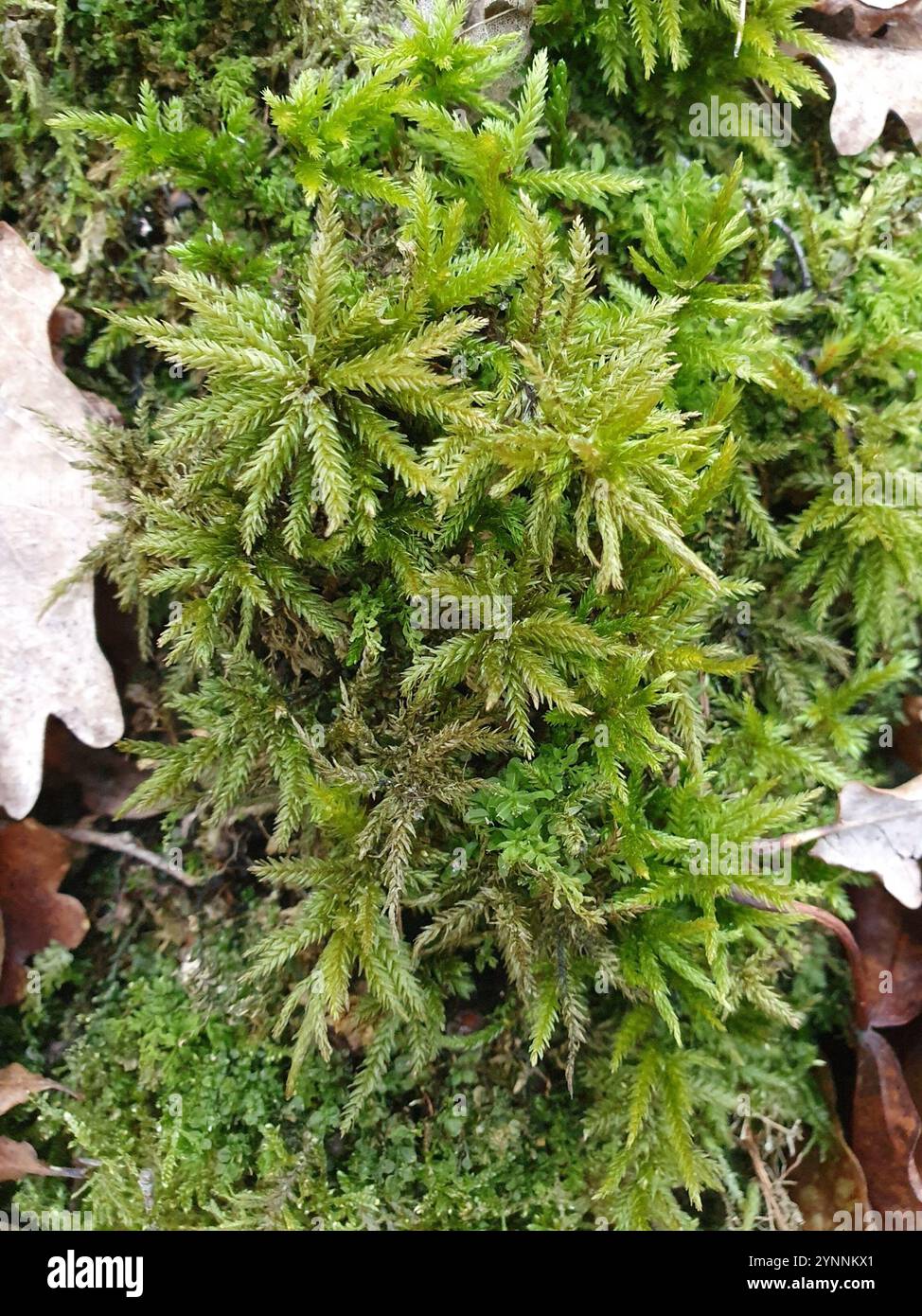 Climacium dendroides climacium dendroides hi-res stock photography and ...