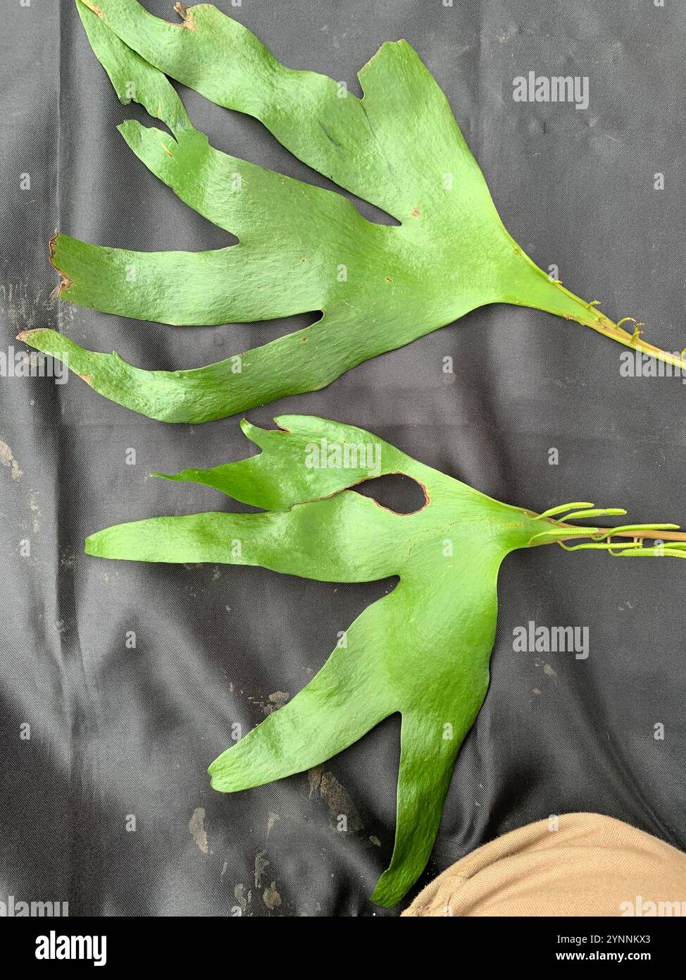 hand fern (Cheiroglossa palmata Stock Photo - Alamy