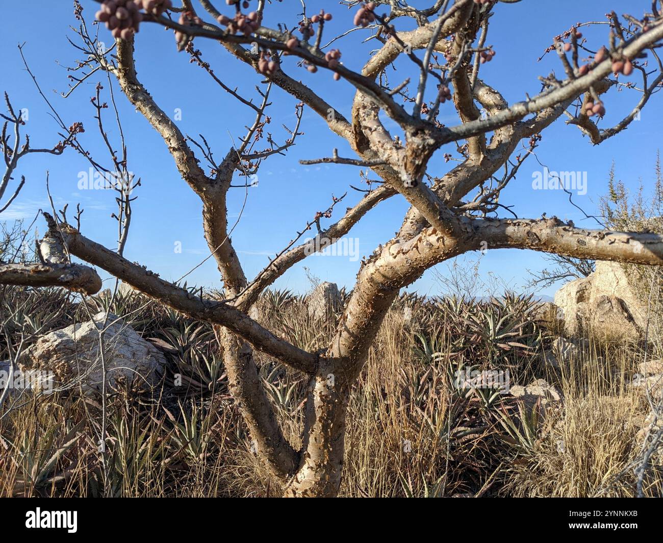 elephant tree (Bursera microphylla Stock Photo - Alamy