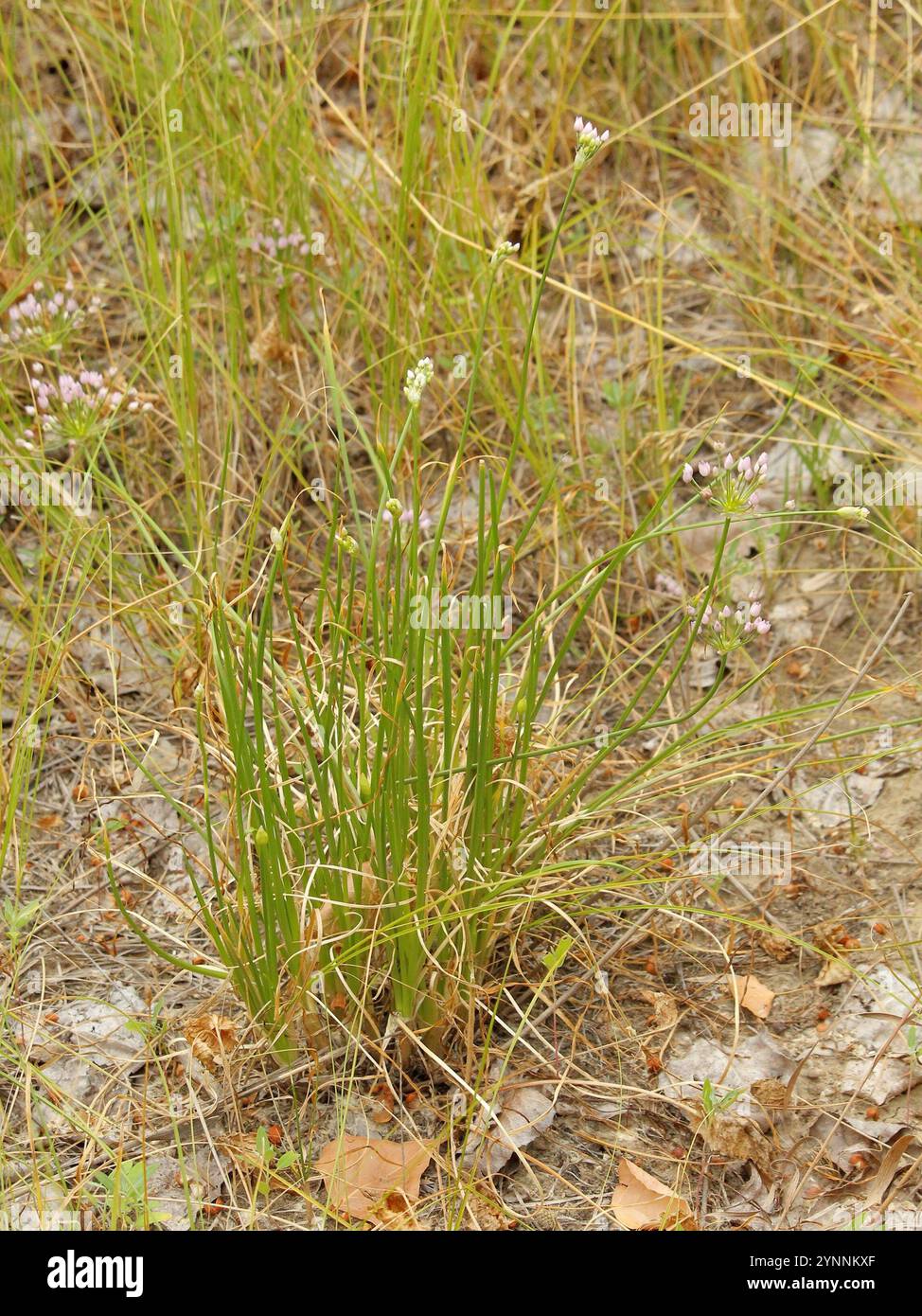Mouse Garlic (Allium angulosum Stock Photo - Alamy