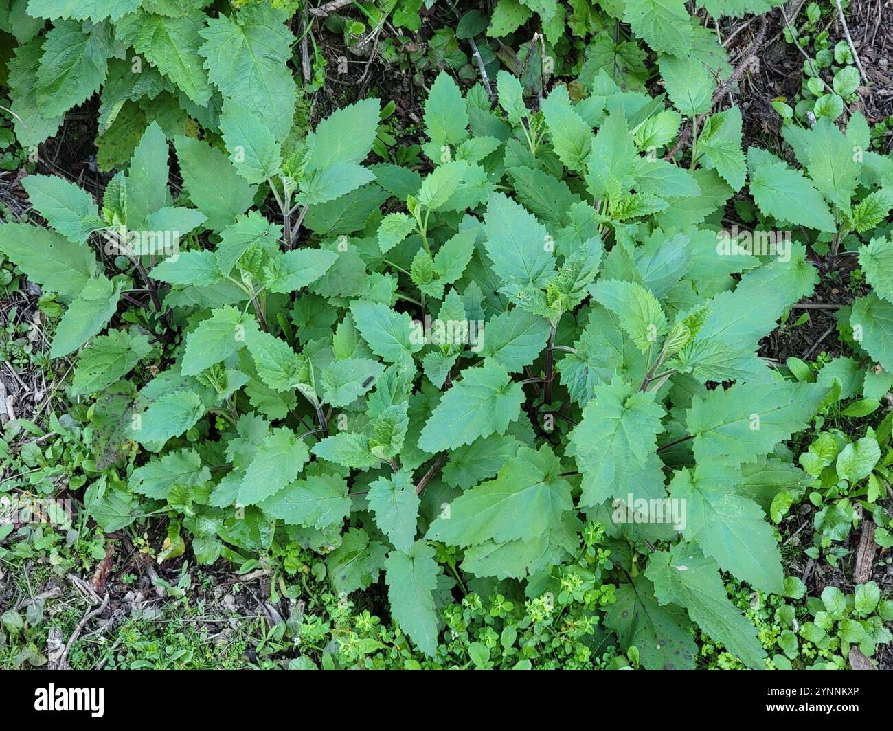 California beeplant (Scrophularia californica Stock Photo - Alamy