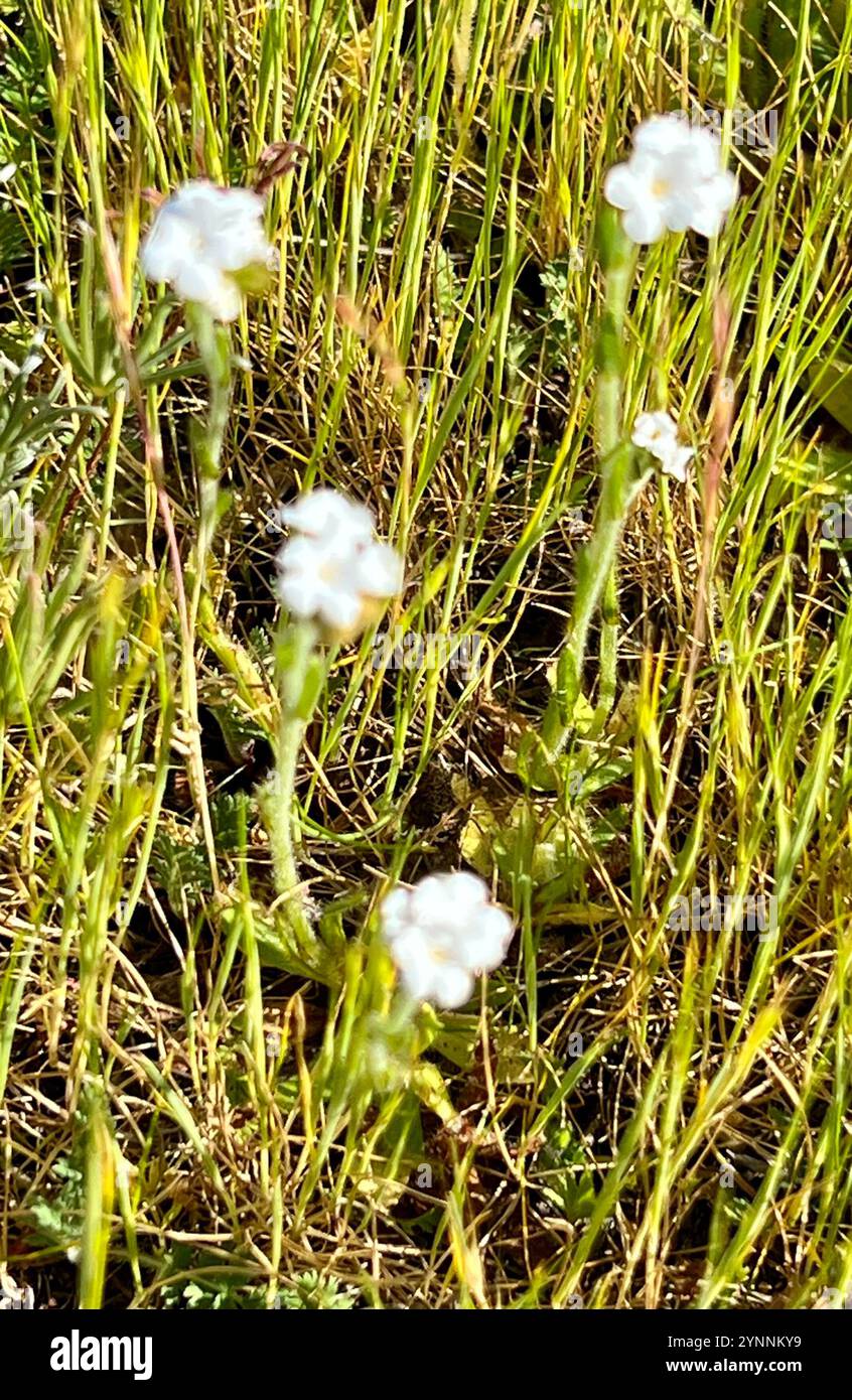 Rusty Popcornflower (Plagiobothrys nothofulvus Stock Photo - Alamy
