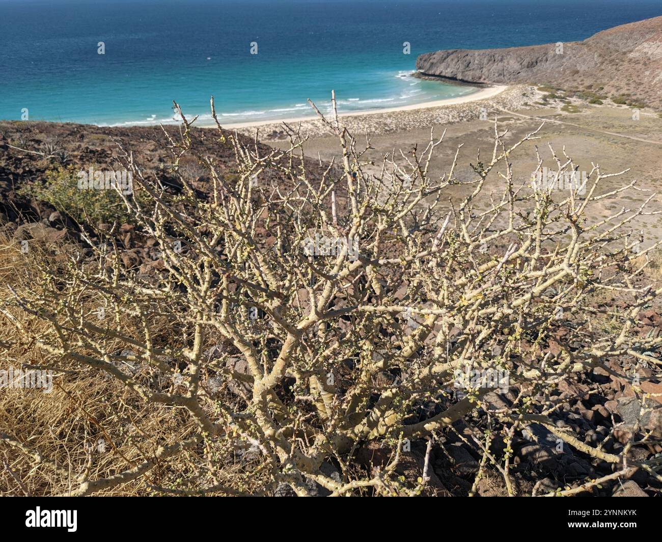 Physicnut (Jatropha cuneata Stock Photo - Alamy