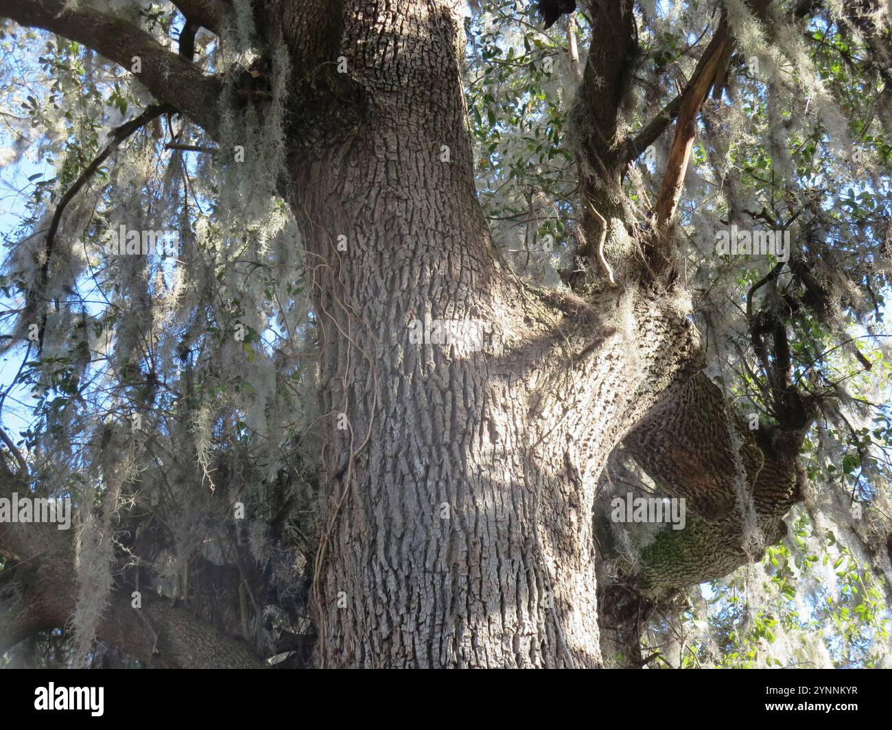 southern live oak (Quercus virginiana Stock Photo - Alamy