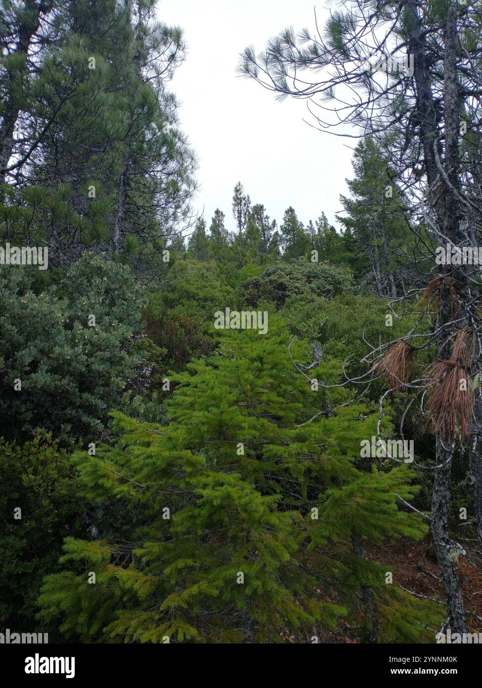 knobcone pine (Pinus attenuata Stock Photo - Alamy