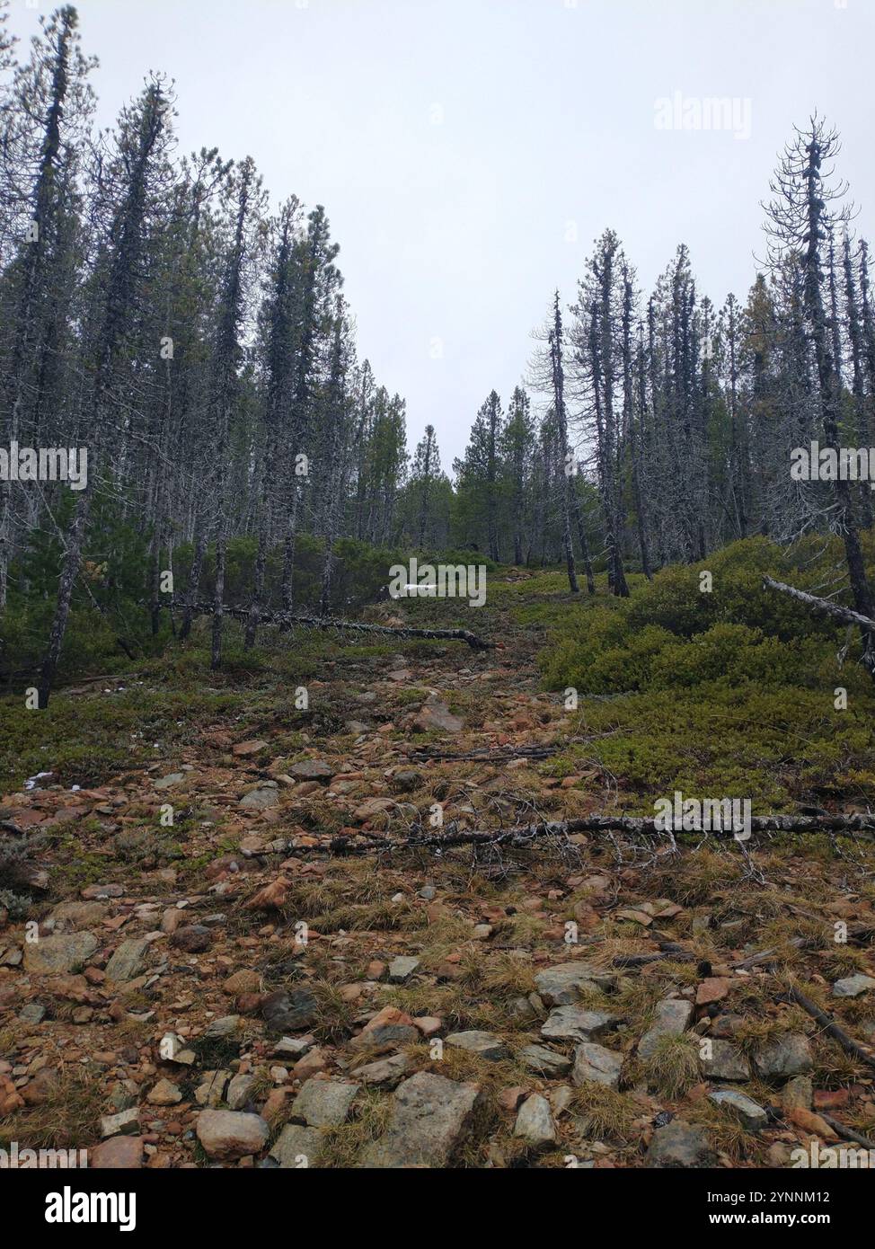knobcone pine (Pinus attenuata Stock Photo - Alamy