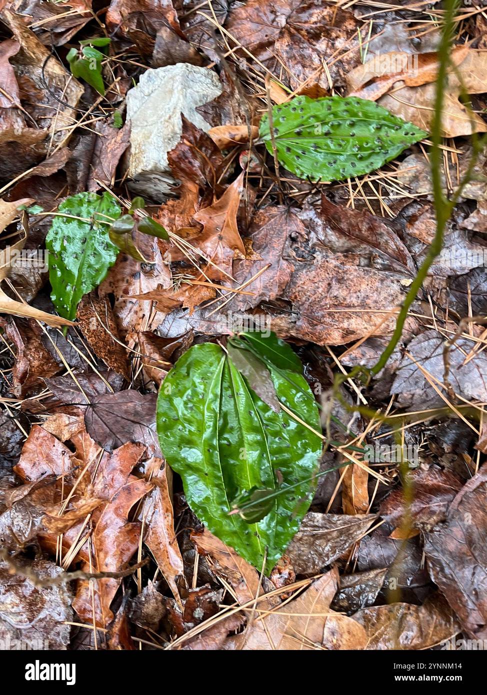 crane-fly orchid (Tipularia discolor Stock Photo - Alamy