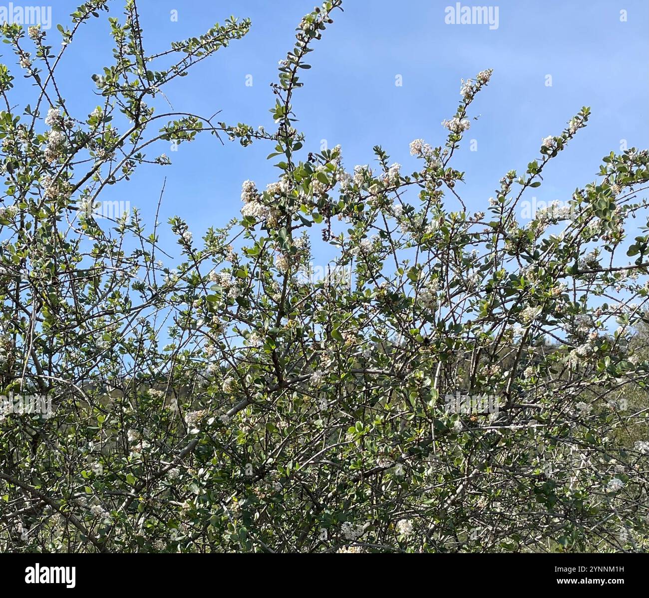 Buckbrush (Ceanothus cuneatus Stock Photo - Alamy