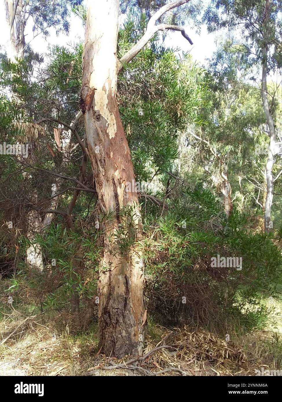 Golden Rods (Acacia longifolia longifolia Stock Photo - Alamy