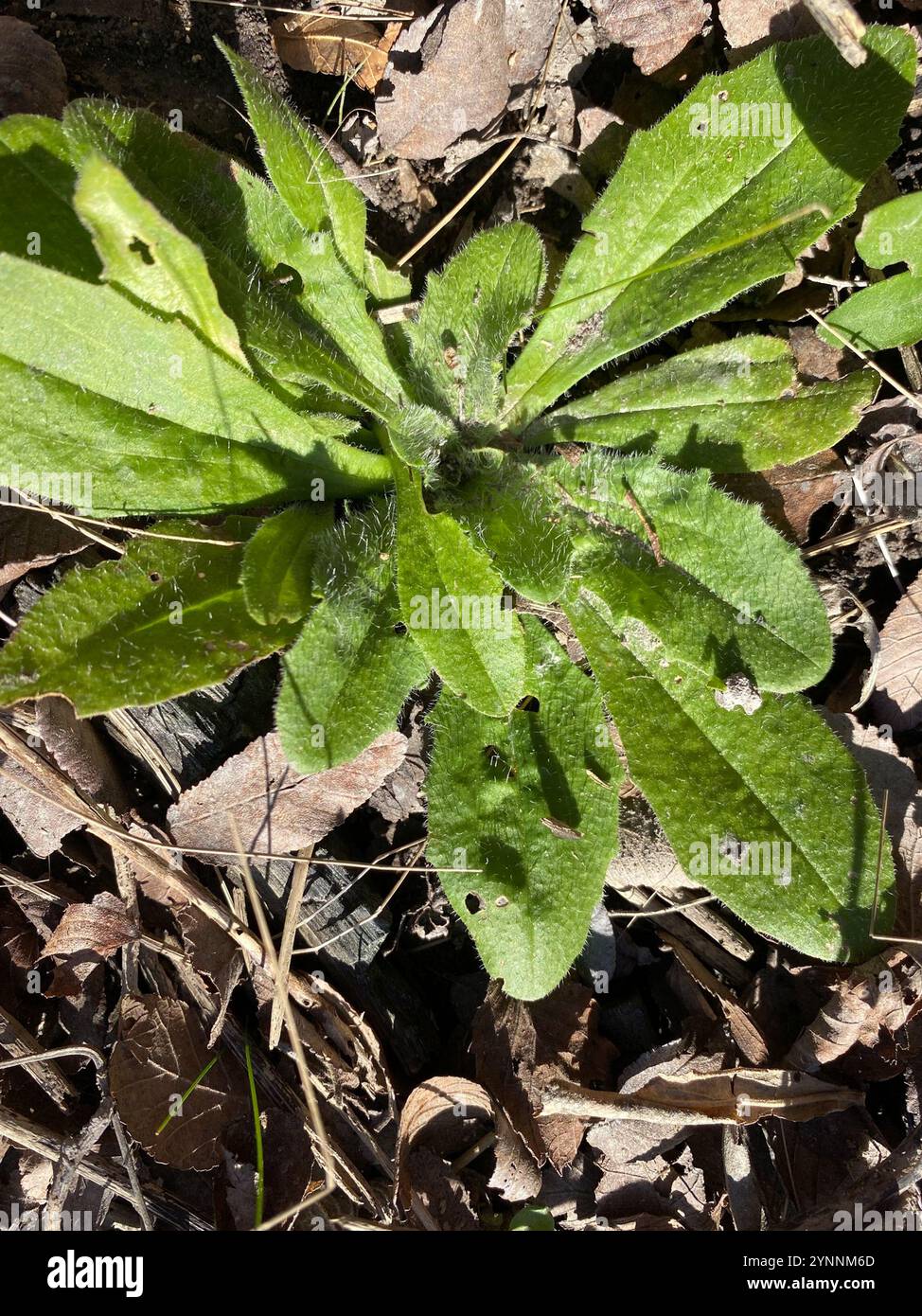dwarf plantain (Plantago virginica Stock Photo - Alamy