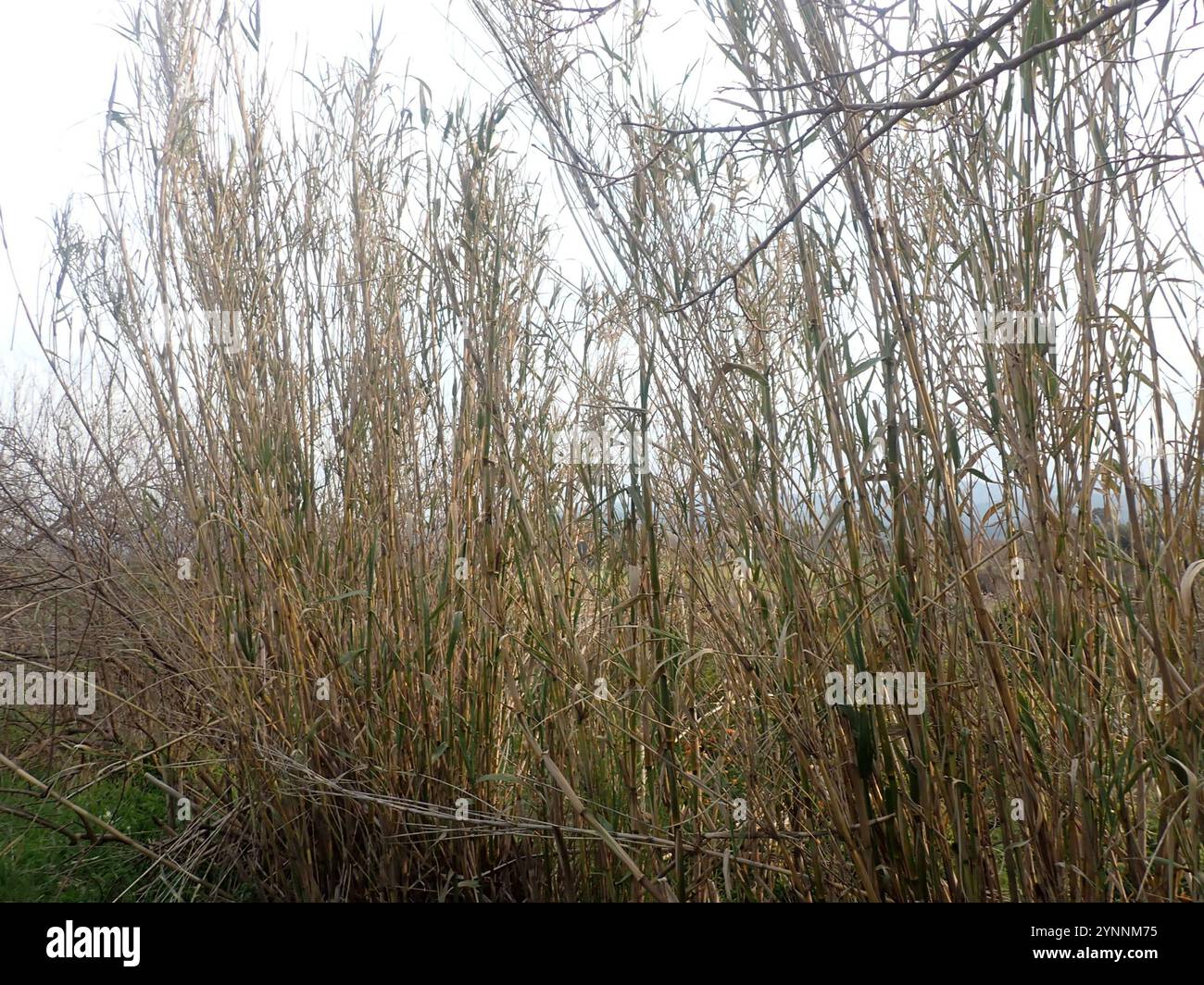 giant reed (Arundo donax Stock Photo - Alamy