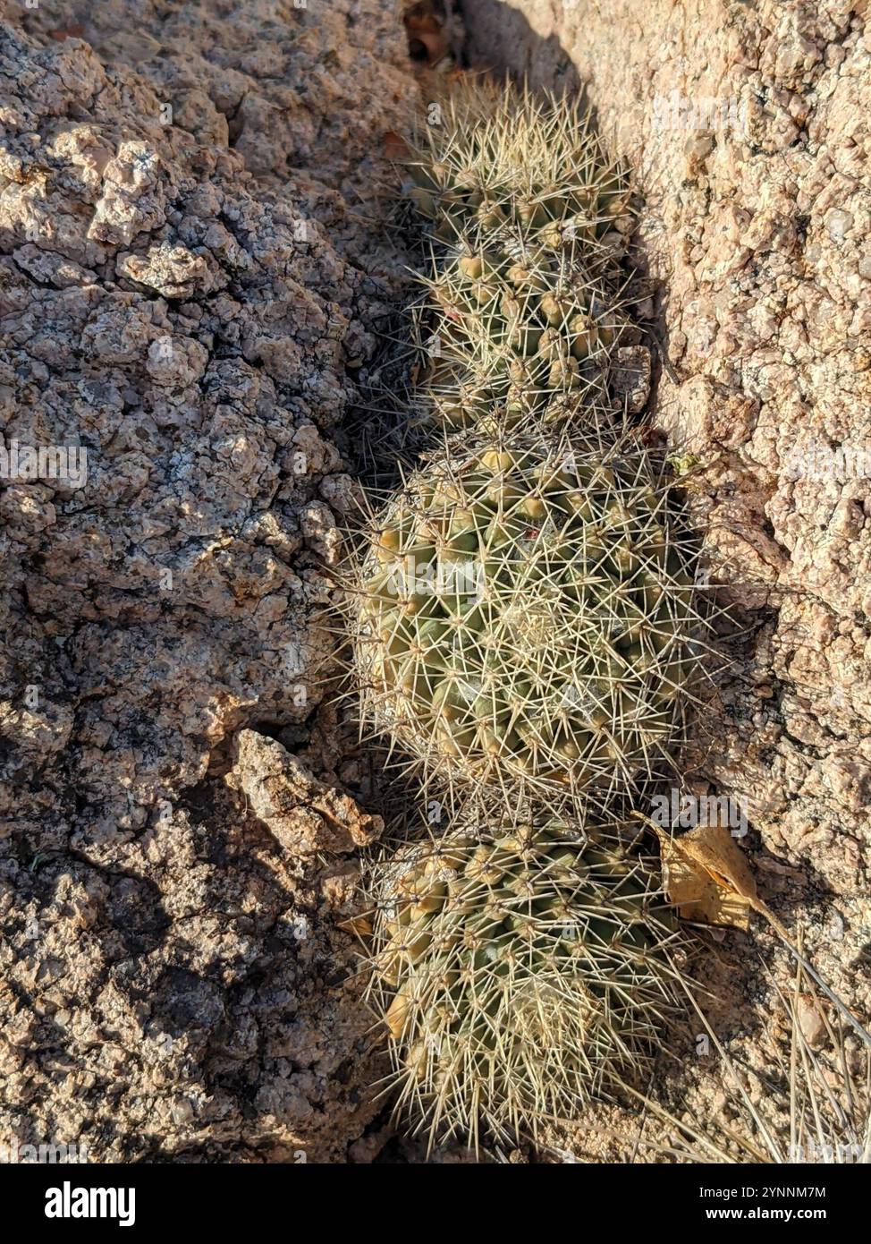Pichilingue Nipple Cactus (Mammillaria petrophila Stock Photo - Alamy