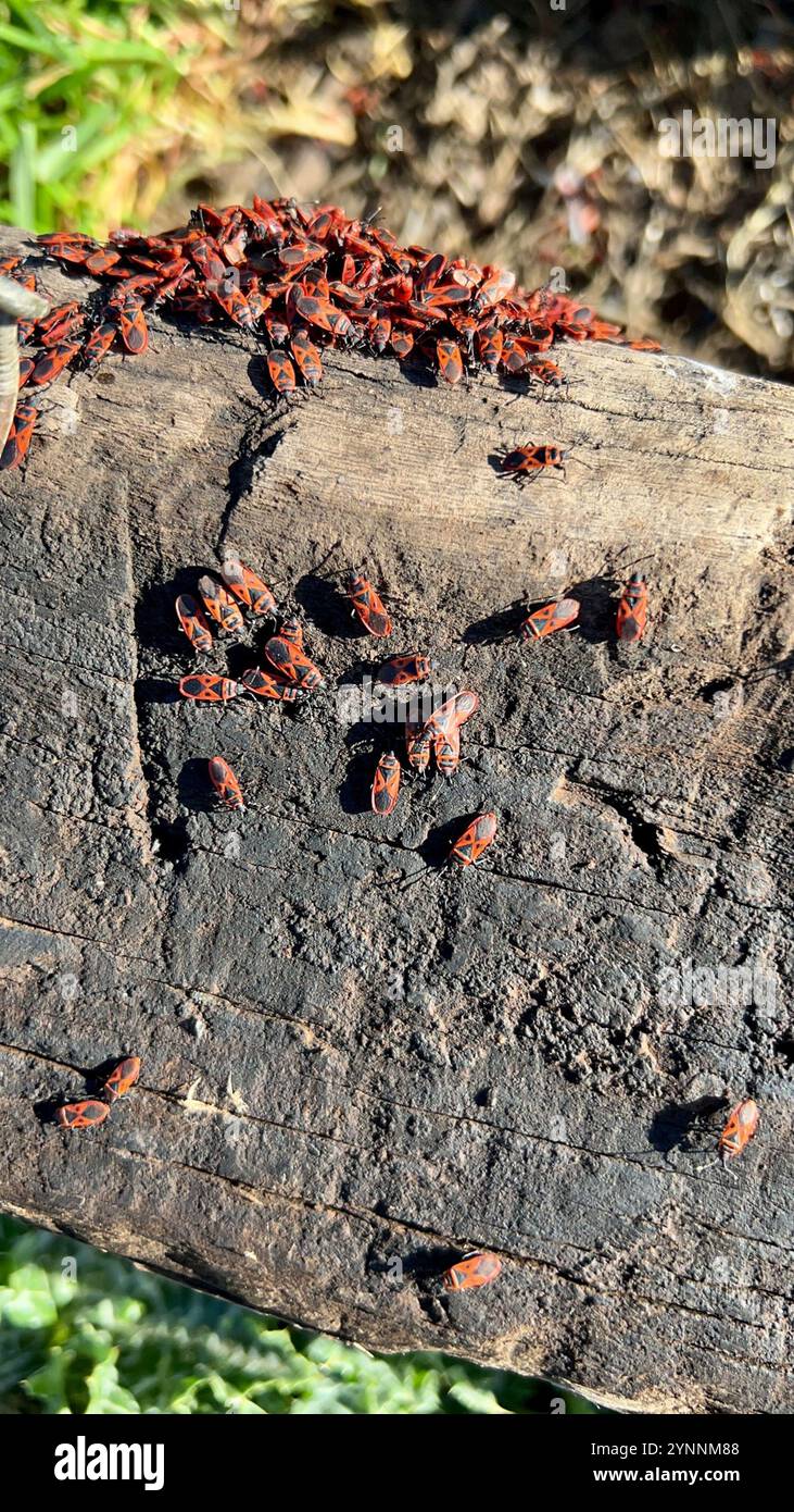Mediterranean red bug (Scantius aegyptius Stock Photo - Alamy