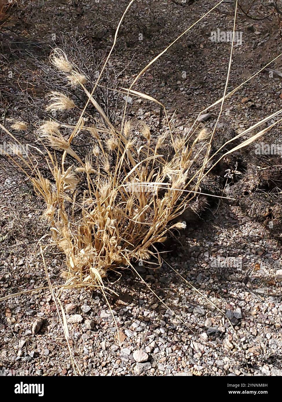 feather finger grass (Chloris virgata Stock Photo - Alamy