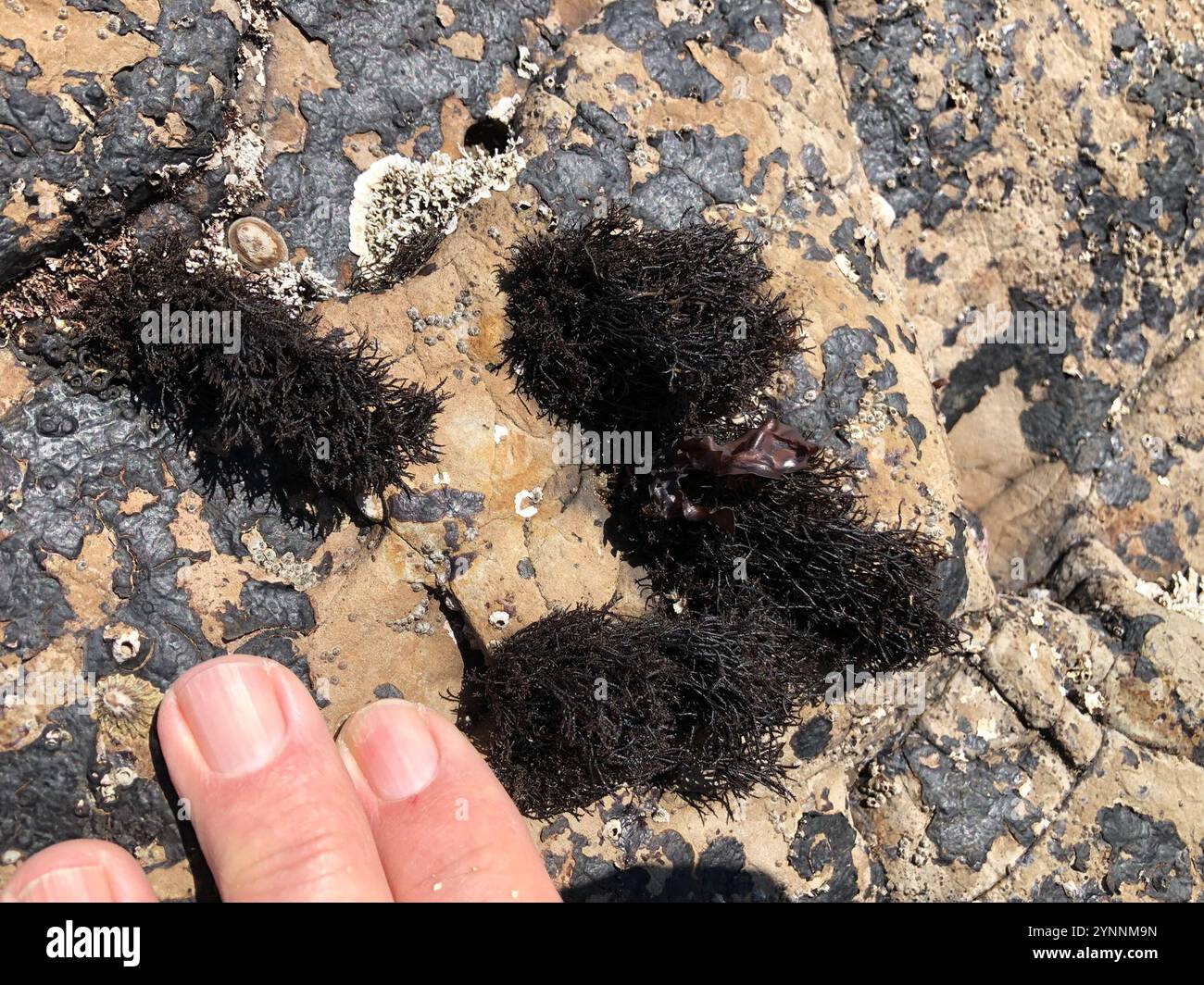 Scouring-pad alga (Endocladia muricata Stock Photo - Alamy