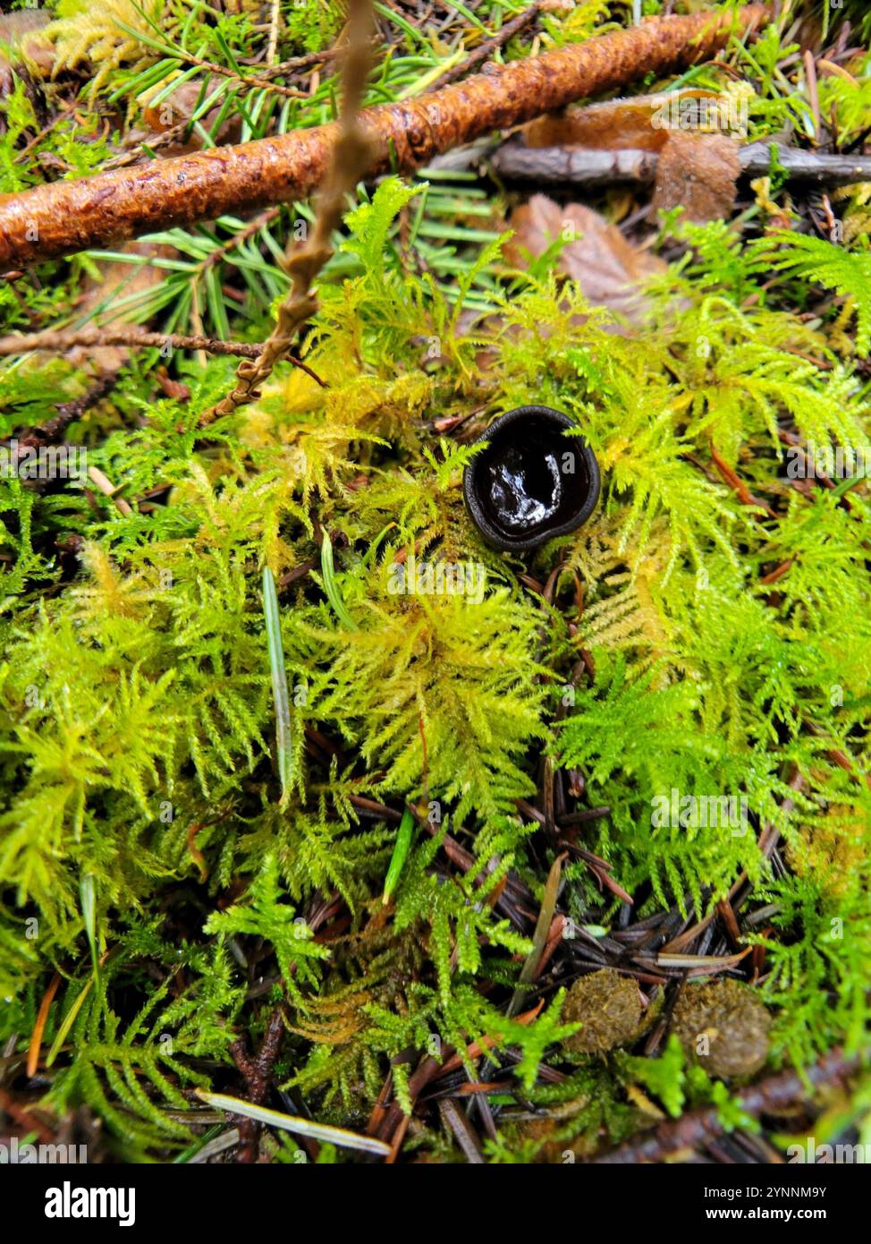 Plectania hi-res stock photography and images - Alamy