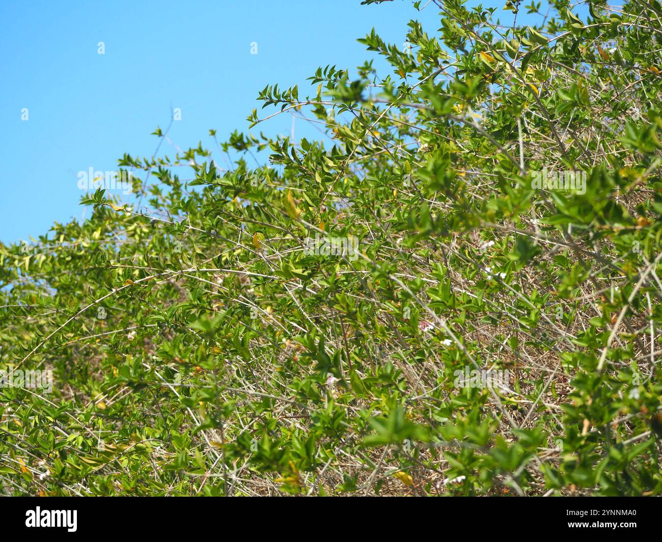 Volkameria inermis hi-res stock photography and images - Alamy