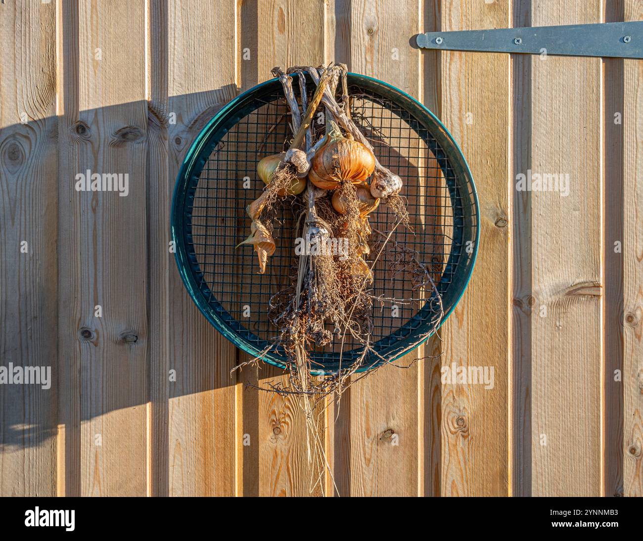 Onions and garlic bulbs draped over a metal garden sieve which hangs on ...