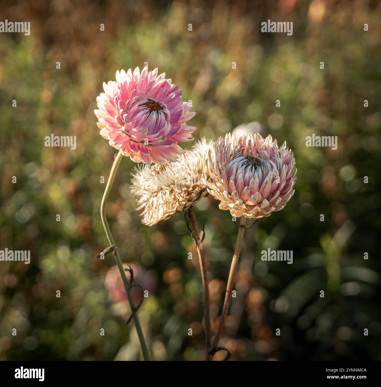 Pale pink strawflowers (Xerochrysum bracteatum) in the winter sun Stock ...