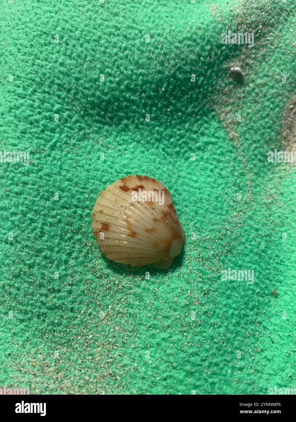 Pacific Calico Scallop (Argopecten ventricosus Stock Photo - Alamy
