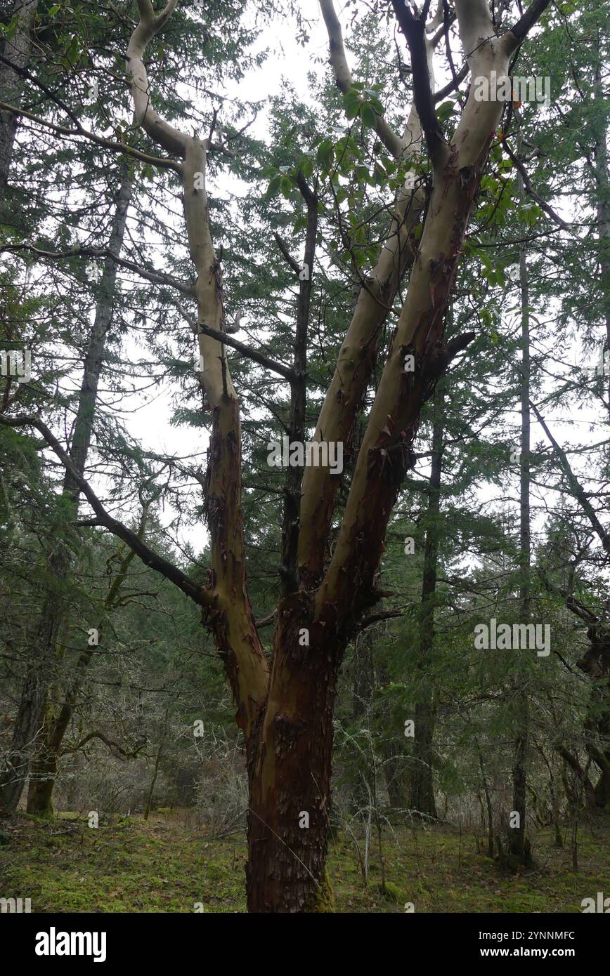 Pacific madrone (Arbutus menziesii Stock Photo - Alamy