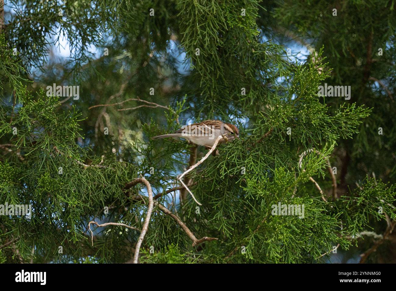 Chipping Sparrow (Spizella passerina Stock Photo - Alamy
