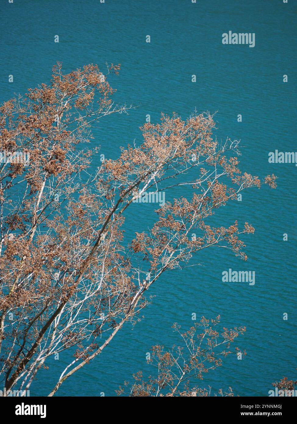Subcostate Crape Myrtle (Lagerstroemia subcostata Stock Photo - Alamy